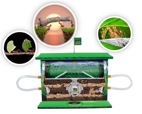 Ant Jungle Wild Science