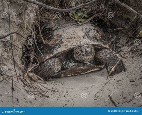 Florida Gopher Tortoise In His Burrow Stock Image Image Of
