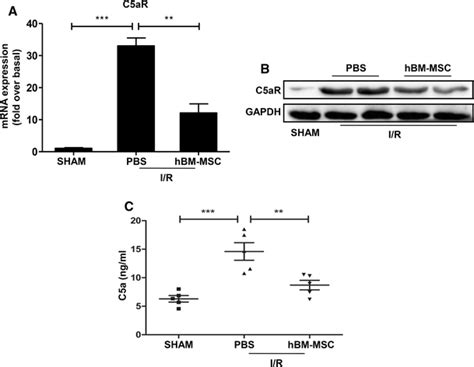 Ir Induced C5ar Expression And C5a Production In Mice Are Attenuated