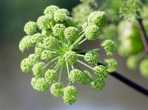 Angelica Telegraph