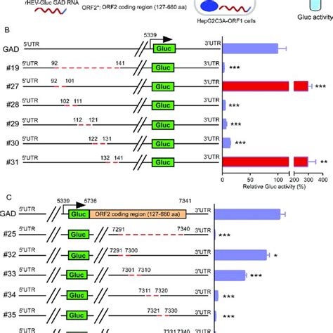 Identification Of Functional Cis Acting Rna Elements By Orf1