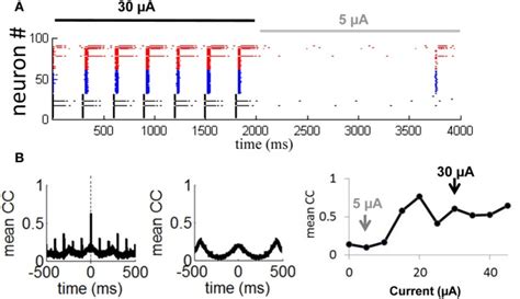 Transient Synchronization In Response To Stimulation A Spike Raster Download Scientific
