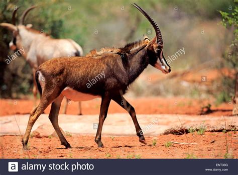 Descargar esta imagen El antílope sable Hippotragus niger macho