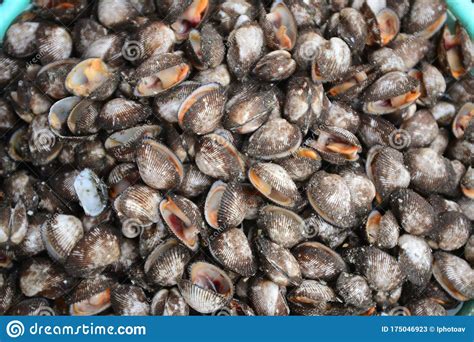 Fresh Anadara Inaequivalvis Sell In Fresh Seafood Market Stock Image Image Of Health Healthy