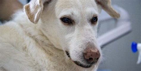 Hund Macht Geräusche Wie Ersticken Du Musst Sofort Handeln