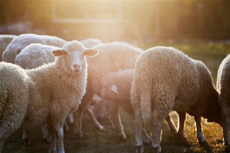 Sheep Enhancer Concentrate Feeding Trials Rumenworks Nutrition