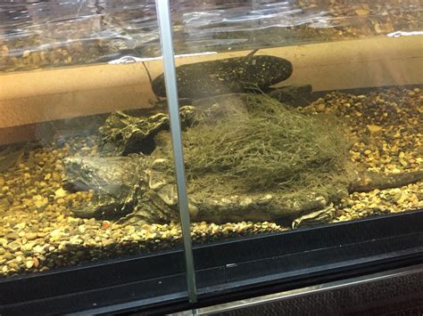 Macrochelys Temminckii The Zt2 Round Table