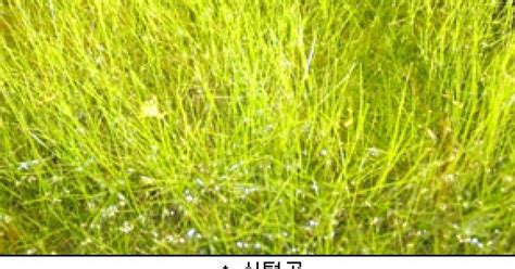 논 잡초 이렇게 잡으세요