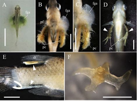 Lernaea Cyprinacea Postmetamorphic Adult Females Parasitic On Medaka