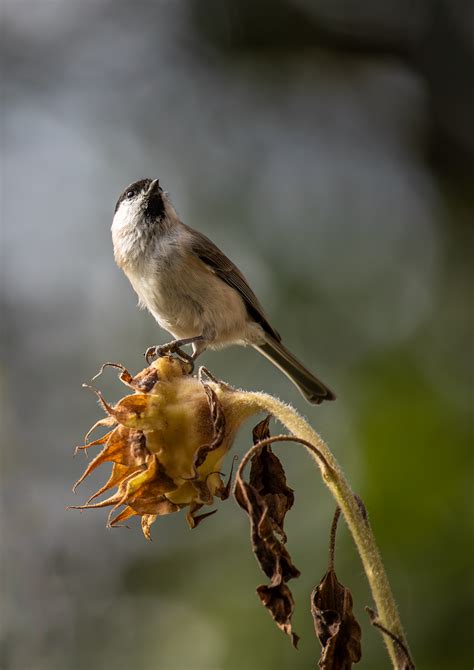 Free Nycklande Bl Tit Nature Images Pixabay