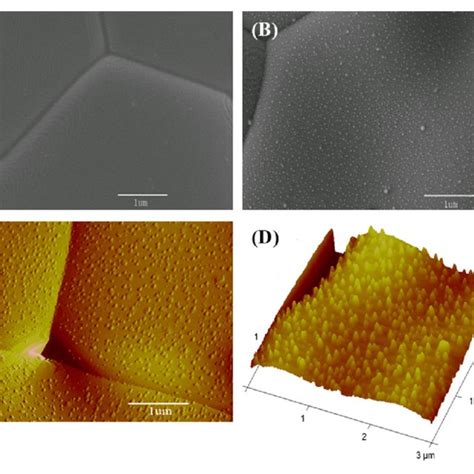 Surface Micrographs For A Scanning Electron Microscopy Sem View