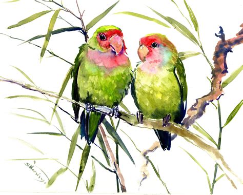 Love Bird Drawings