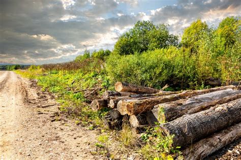 Broken Old Cut Tree Logs Piled Up Near A Forest Road In Sunny Summer