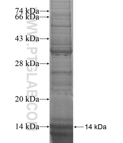 PTGFR Fusion Protein Ag17065 Proteintech