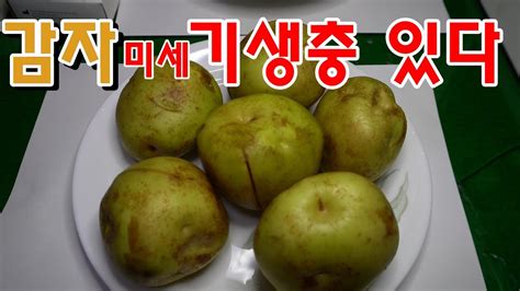 감자 미세 기생충 검사 미세 기생충 발견 Youtube