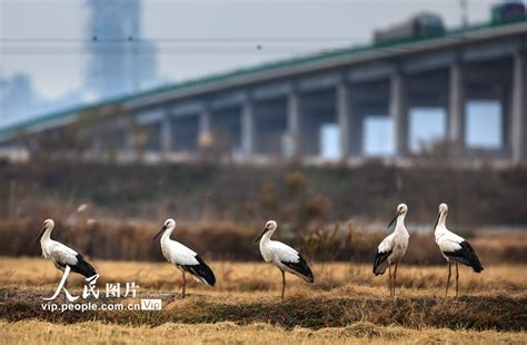 安徽合肥东方白鹳飞临巢湖湿地6 图片频道 人民网
