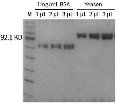 Gmp Rnase R：unlock New Momentum In Circular Rna Research