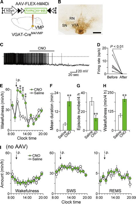 Chemogenetic Inhibition Of The Vmp Gabaergic Neurons Increased