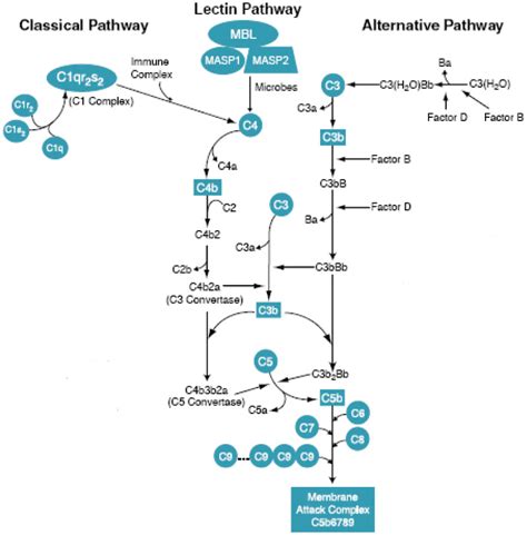Analysis Of Complement Activation By Single Plex EIA Or Multiplex ELISA National Cancer