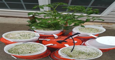 Home Depot Hydroponic Dutch Bucket Setup Hydro