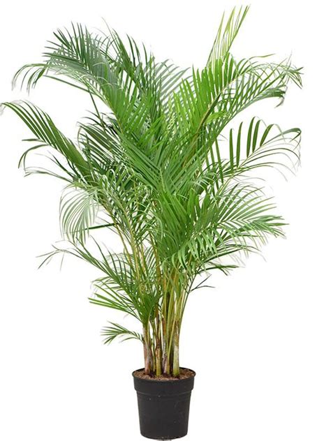 Dypsis lutescens — Plant Wholesale FlorAccess