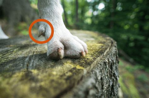 What Do Cavapoo Tails Look Like Tail Docking Injuries And Tail Care