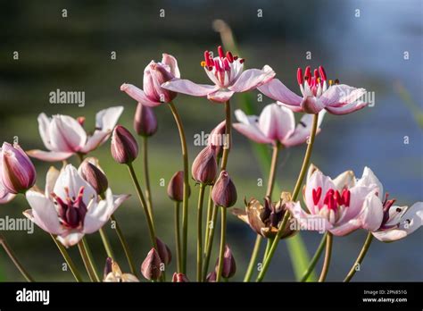 Butomus Umbellatus Flowering Rush Wild Plant Shot In Summer Stock