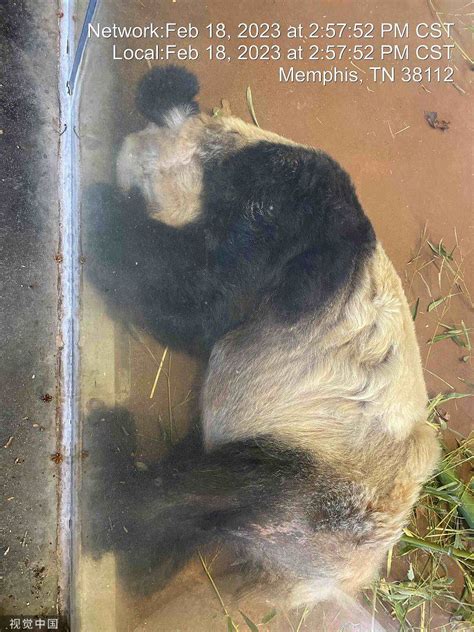 身体状况评估完毕 旅美大熊猫丫丫要回来了 搜狐大视野 搜狐新闻