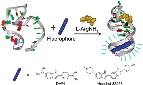 Aptamer Based Fluorescent Biosensors Pmc