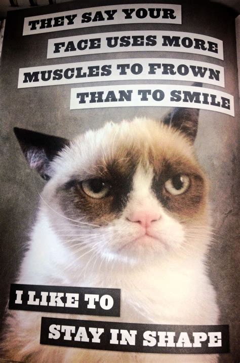 146 Best Grumpy Cat Images On Pinterest Funny Things Funny Kitties