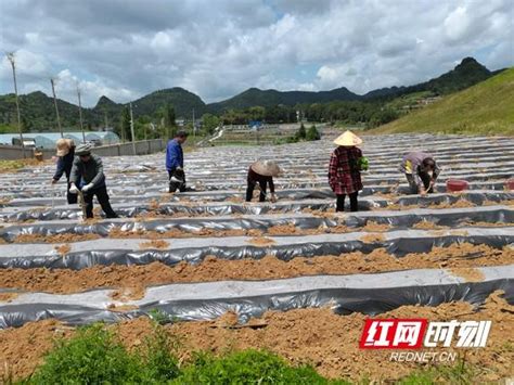 永順縣松柏鎮：萬畝菸葉植苗忙 每日頭條