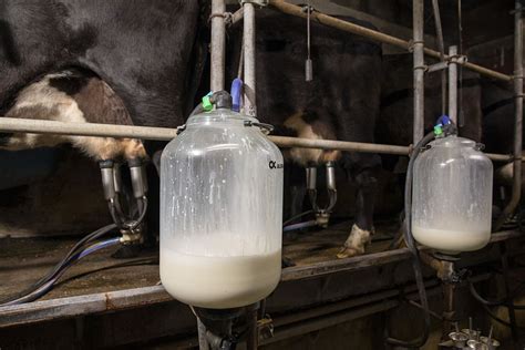 Dairy Tech 2023 Awards For Milk Yield Fat And Protein Production