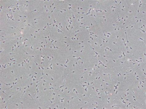 Datasel Pseudo Labelling Object Detection Dataset By Kkkeshin