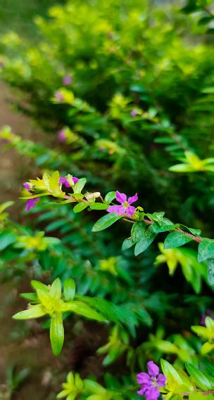Cuphea Hyssopifolia 또는 Taiwan Lily는 자연 관광 지역에서 보도 울타리로 자라는 꽃 피는 식물입니다 0
