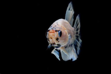 シャム戦い魚ベタ Splendens黒の背景にカラフルな魚ハーフムーンベタ かわいがられているペットのストックフォトや画像を多数ご用意