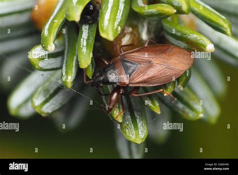 Pine Cone Bug Gastrodes Grossipes On Pine Tree Branch Tipperary