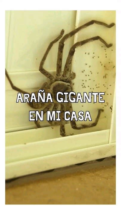Encontré Una Araña Gigante En Mi Casa Meme Viral Tiktok Youtube