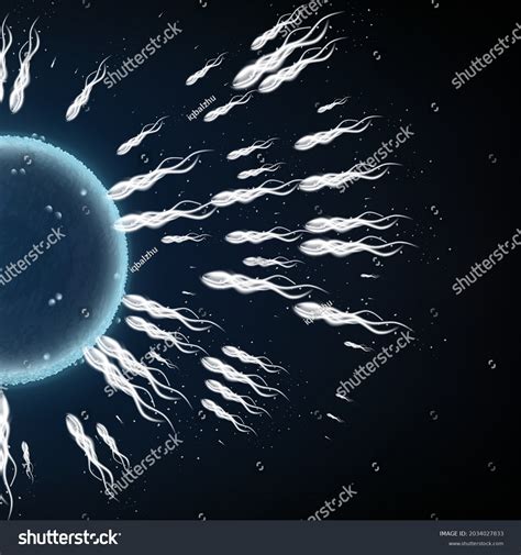 Realistic Sperm Race Fertilization Illustration Stock Vector Royalty