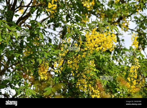 Common Laburnum With Yellow Flowers Stock Photo Alamy