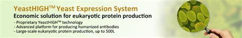 Protein Expression And Purification Genscript
