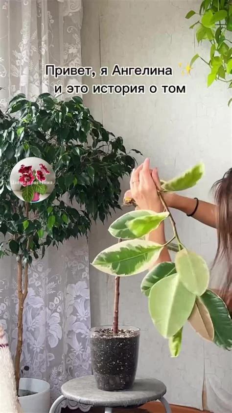 Комнатные растения и цветы в интерьере Фото [video] In 2024 Plant Care Houseplant House