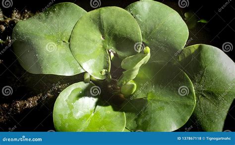 Growing The Tiny Nymphaea Thermarum The Rwandan Water Lily The