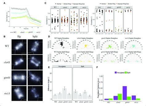 The Kinase Gin4 Is Required For Organization Of The Septin Hourglass