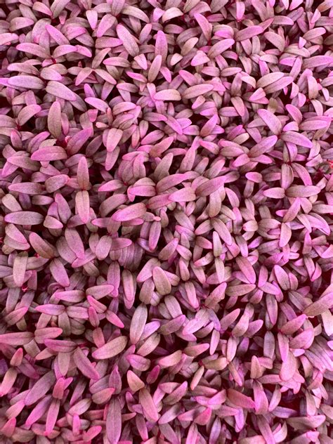 Red Amaranth Kirbys Microgreens Llc