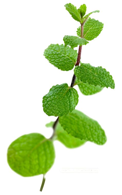 图片透明 花草类图片素材 花瓣网