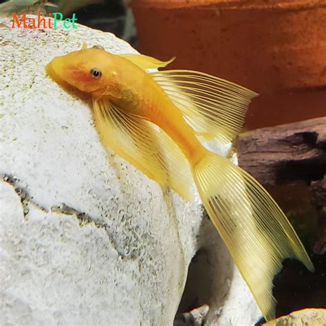 خرید و قیمت ماهی کت پوزه بوته ای آلبینو باله بلند 3 تا 5 سانتی متر ترب