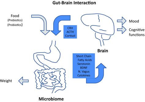 Food Matters How The Microbiome And Gutbrain Interaction Might Impact The Development And