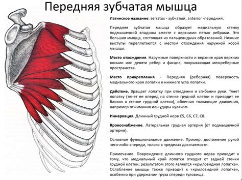 Нижняя задняя зубчатая мышца 67 фото