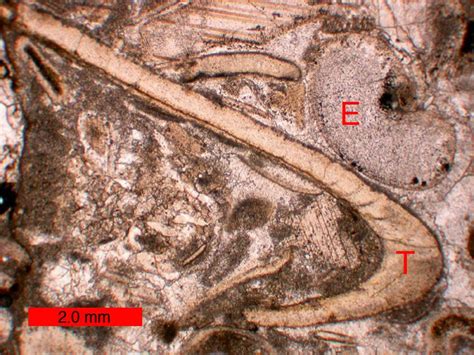 Trilobite Geology Page