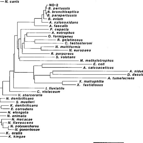 Phylogenetic Neighbor Joining Dendrogram For Alignment Of Download Scientific Diagram